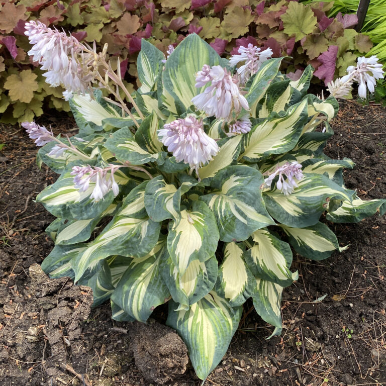 Hosta 'Hans'