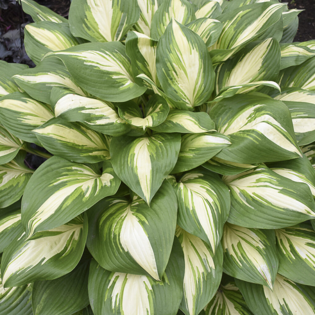 SHADOWLAND® 'Miss America' Hosta - Order Online