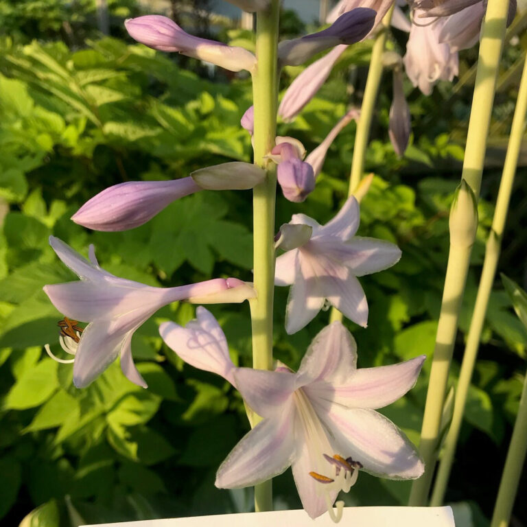 SHADOWLAND® 'Miss America' Hosta - Order Online