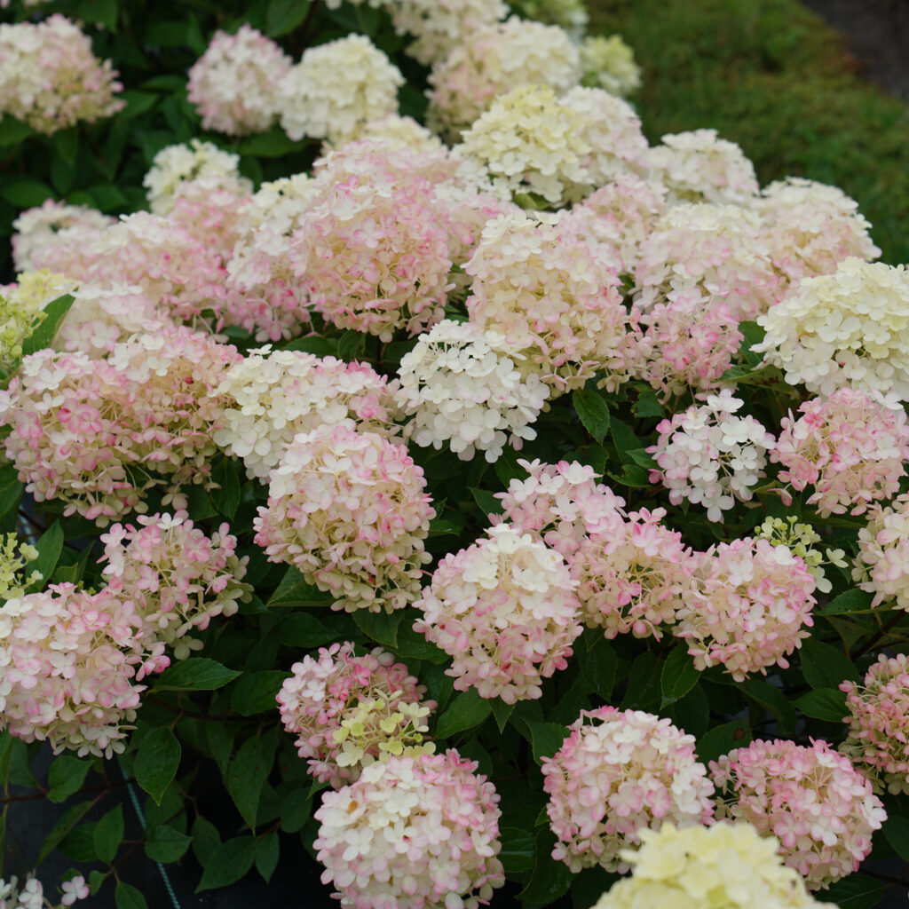 FIRE LIGHT TIDBIT Hydrangea – Compact Panicle Beauty