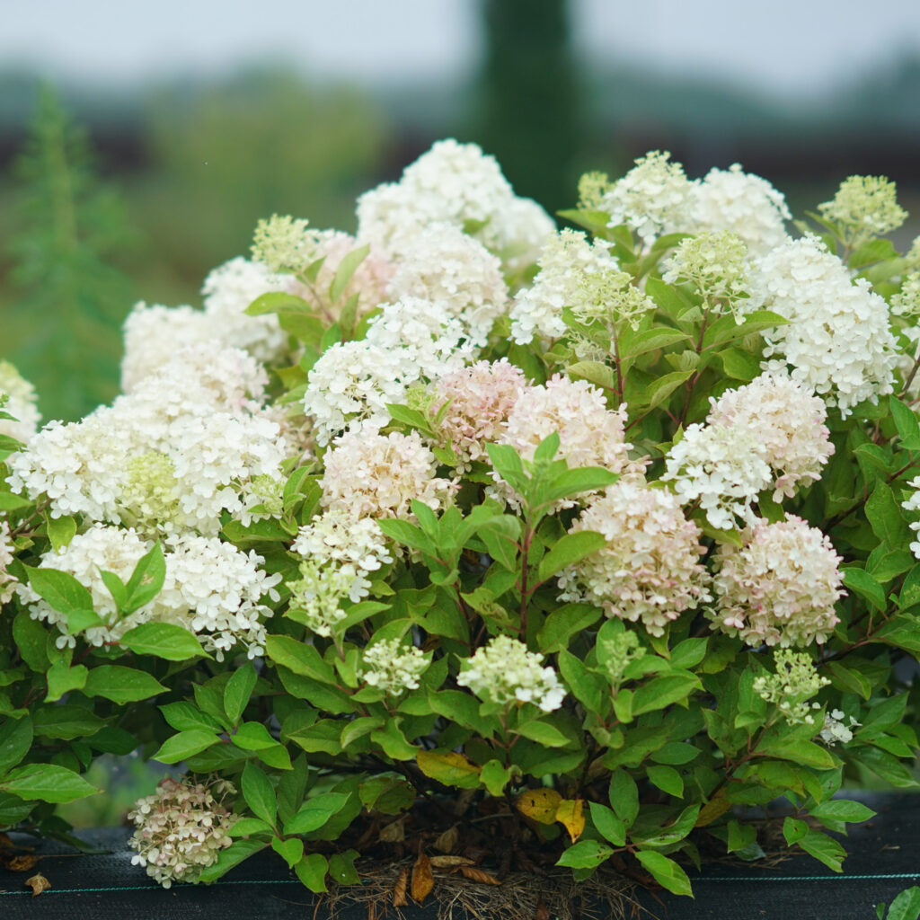 FIRE LIGHT TIDBIT Hydrangea – Compact Panicle Beauty
