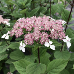 Hydrangea INVINCIBELLE LACE® – Pink Lacecap Blooms