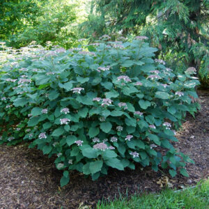 Hydrangea INVINCIBELLE LACE® – Pink Lacecap Blooms