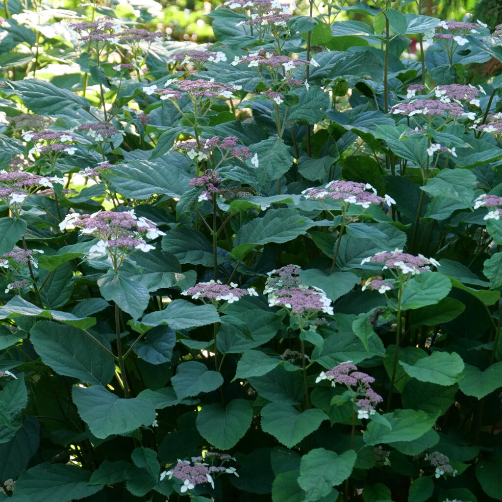 Hydrangea INVINCIBELLE LACE® – Pink Lacecap Blooms