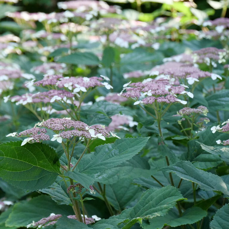 Hydrangea INVINCIBELLE LACE® – Pink Lacecap Blooms