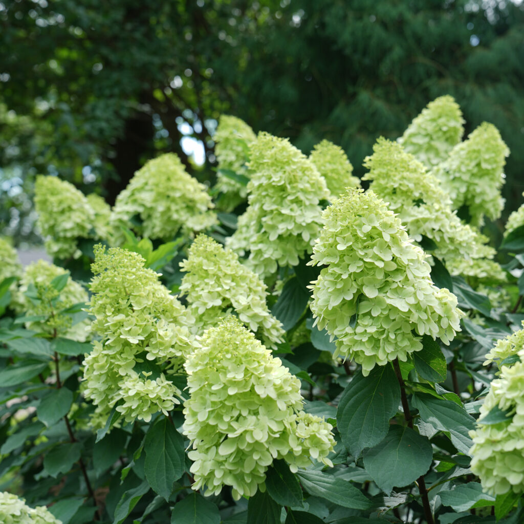 Hydrangea Limelight Prime | Compact Hardy Panicle