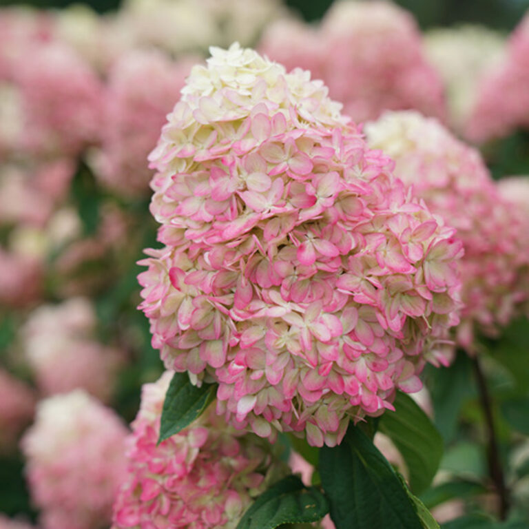Hydrangea Limelight Prime | Compact Hardy Panicle
