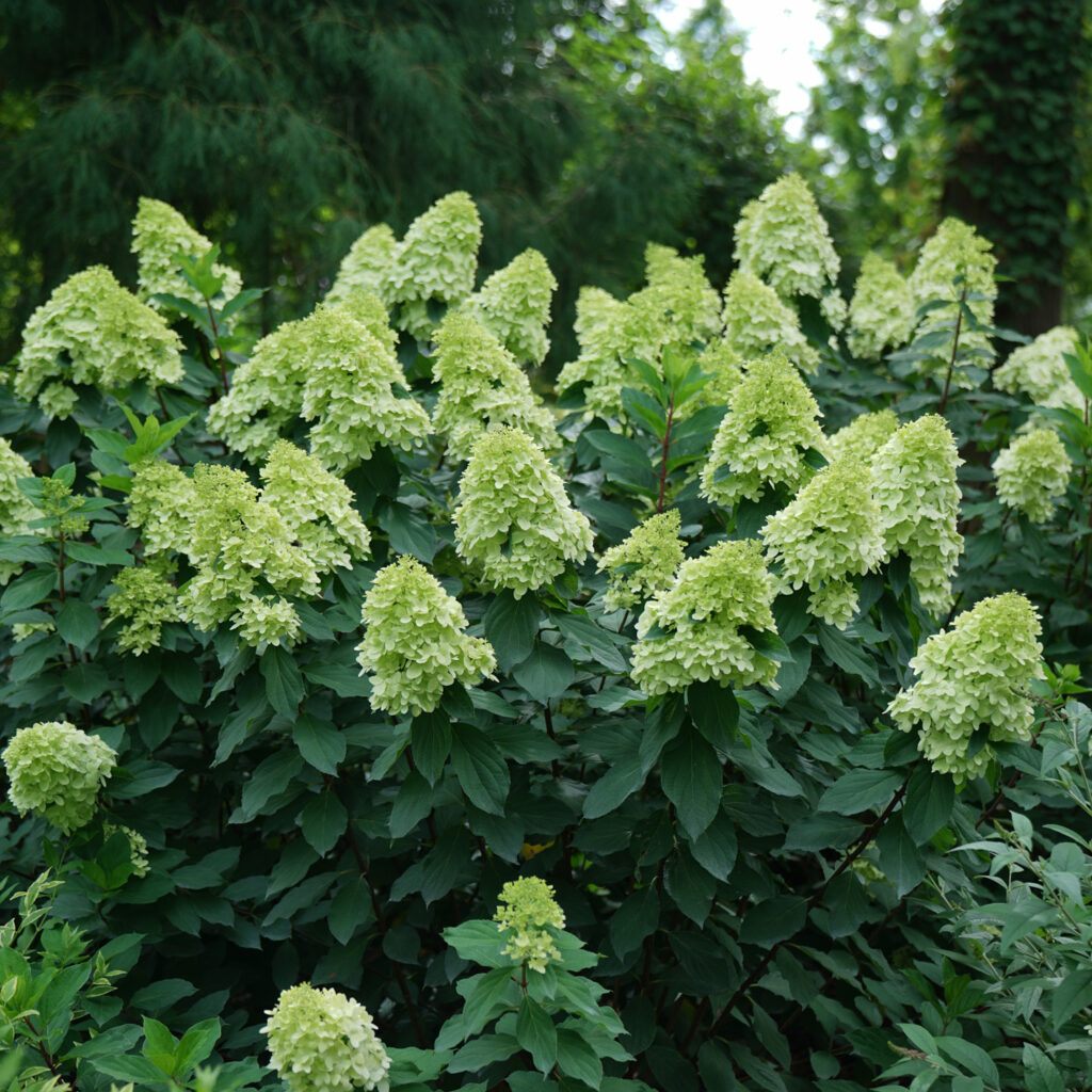 Hydrangea Limelight Prime | Compact Hardy Panicle