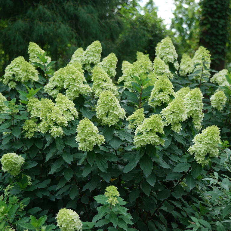 Hydrangea Limelight Prime | Compact Hardy Panicle