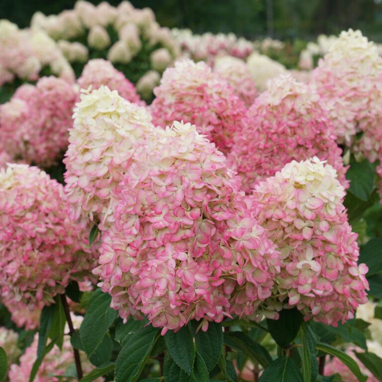 Hydrangea Limelight Prime | Compact Hardy Panicle