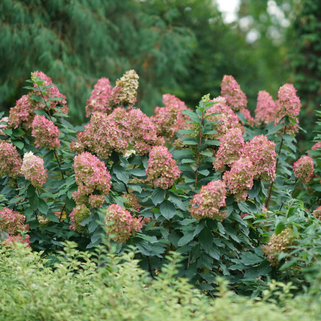 Hydrangea Limelight Prime | Compact Hardy Panicle