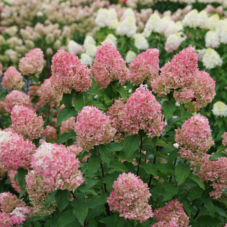 Quick Fire Fab Hydrangea | Color Changing Panicle Shrub