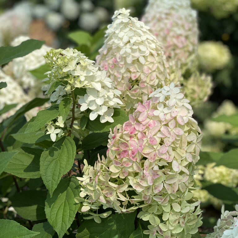 Quick Fire Fab Hydrangea | Color Changing Panicle Shrub