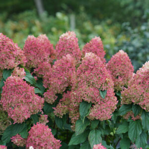 Quick Fire Fab Hydrangea | Color Changing Panicle Shrub