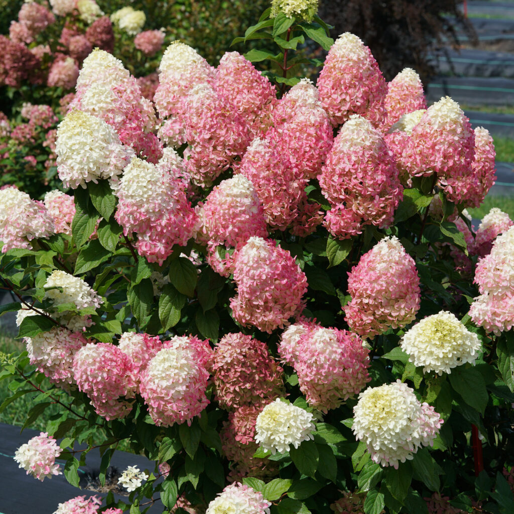 Quick Fire Fab Hydrangea | Color Changing Panicle Shrub