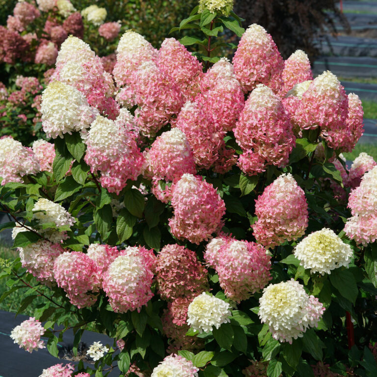 Quick Fire Fab Hydrangea | Color Changing Panicle Shrub