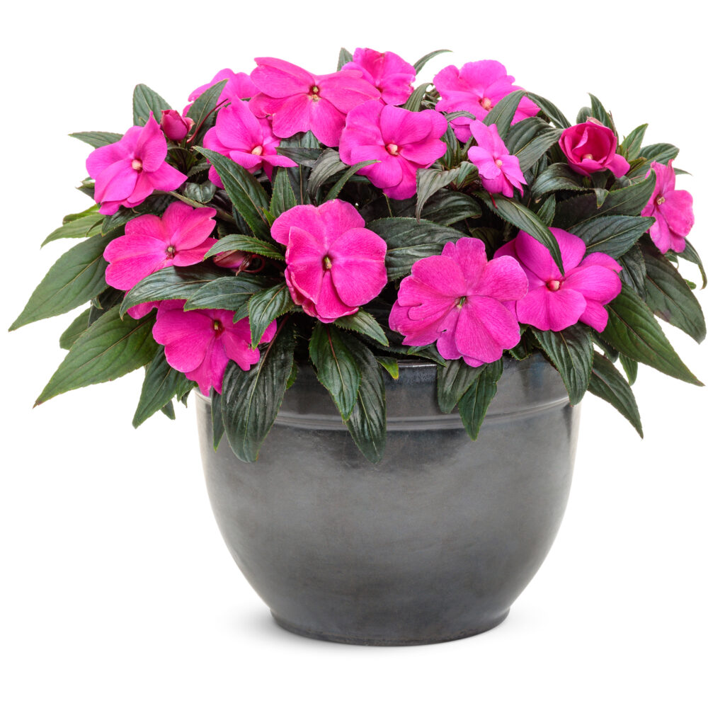 INFINITY® Light Purple Impatiens