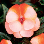 Infinity® Orange Frost Impatiens