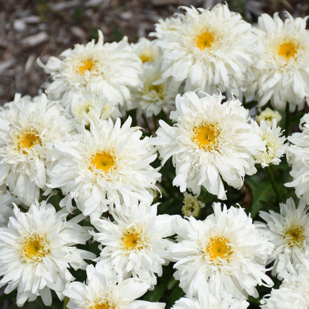 Order Shasta Daisy Perennials Online