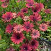 BRIGHT LIGHTS™ Red Osteospermum