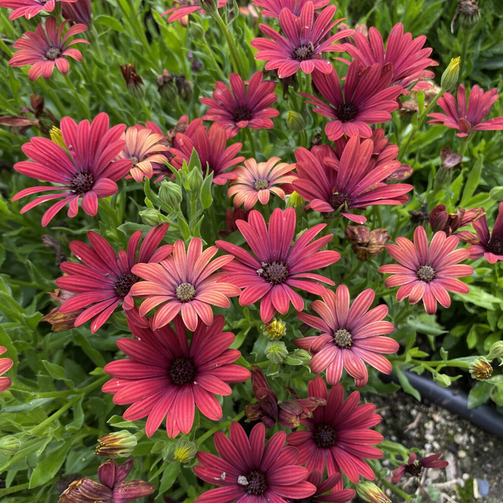 BRIGHT LIGHTS™ Red Osteospermum