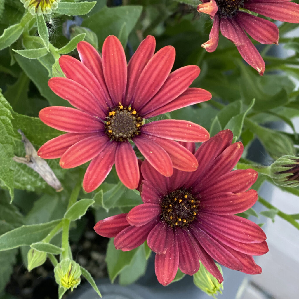 BRIGHT LIGHTS™ Red Osteospermum