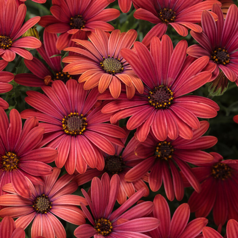 BRIGHT LIGHTS™ Red Osteospermum