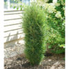 Rhamnus FINE LINE® Improved