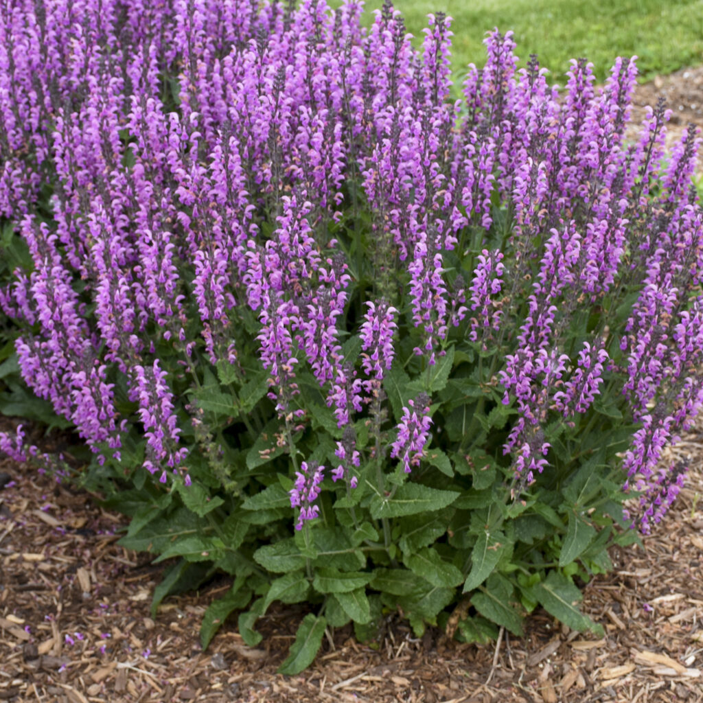 Color Spires® 'Back to the Fuchsia' Salvia - Order Online