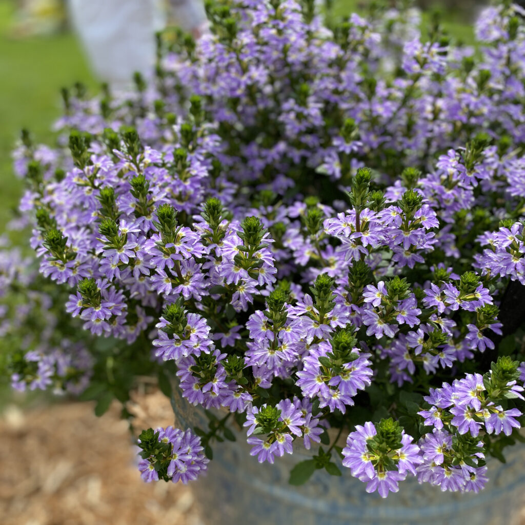 WHIRLWIND® STARLIGHT™ Scaevola