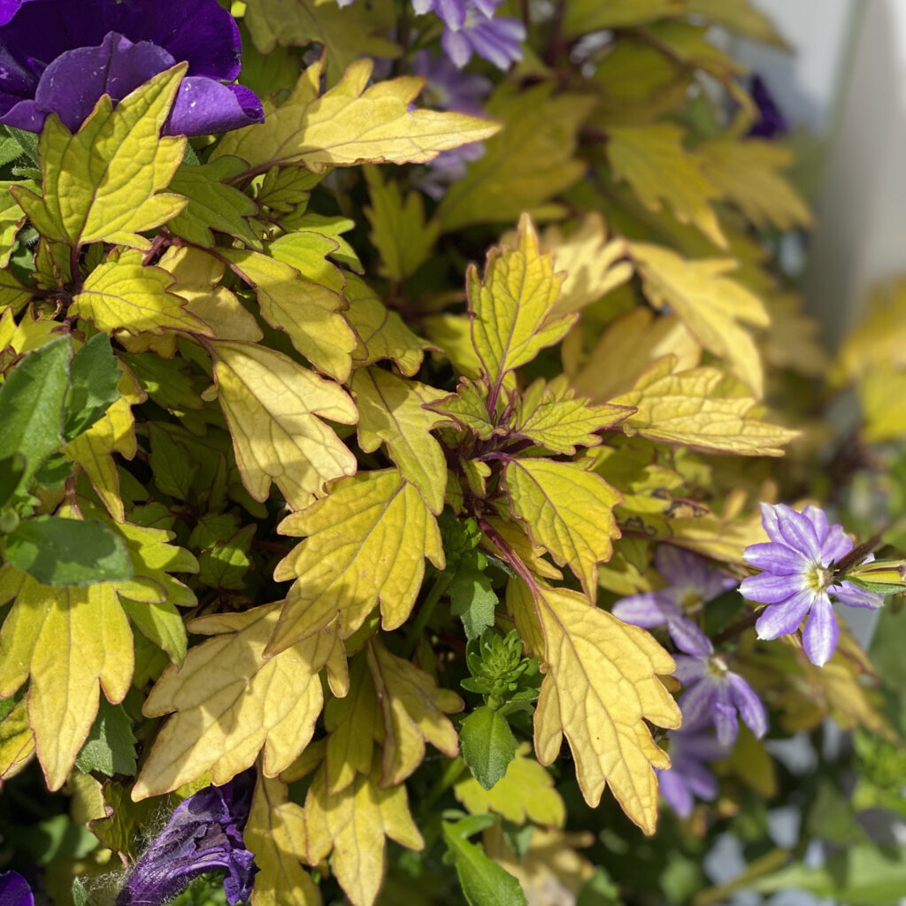 COLORBLAZE® Royale PINEAPPLE BRANDY™ Coleus