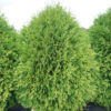 Thuja CHEER DROPS®: Compact Evergreen Beauty