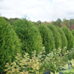 Thuja CHEER DROPS®: Compact Evergreen Beauty
