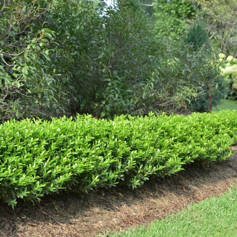 STRONGBOX® Inkberry Holly - Order Online