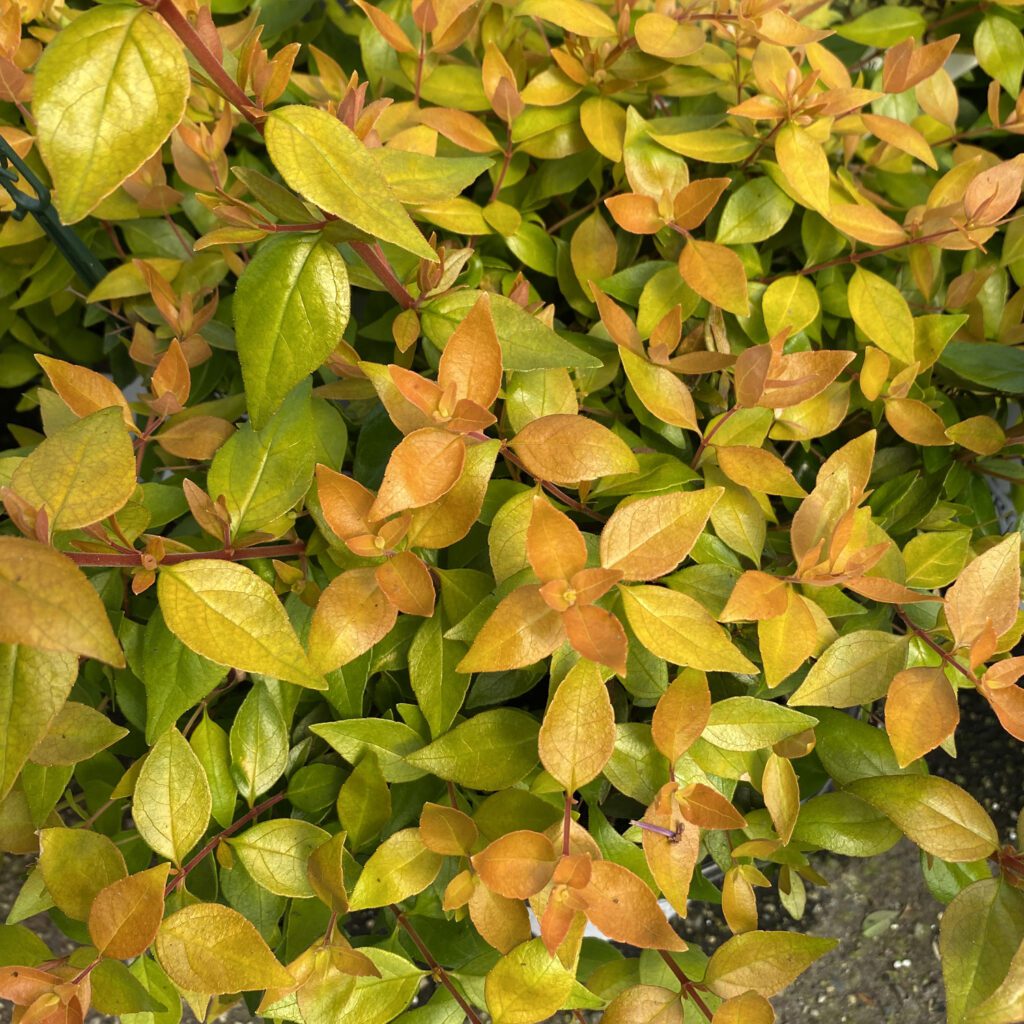 FUNSHINE Abelia: Vibrant Foliage and Flowers