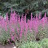 MEANT TO BEE™ 'Royal Raspberry' Agastache