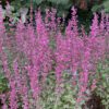 MEANT TO BEE™ 'Royal Raspberry' Agastache