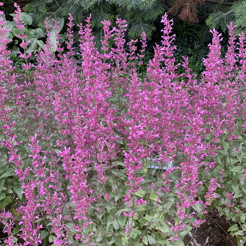 MEANT TO BEE™ 'Royal Raspberry' Agastache