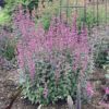 MEANT TO BEE™ 'Royal Raspberry' Agastache