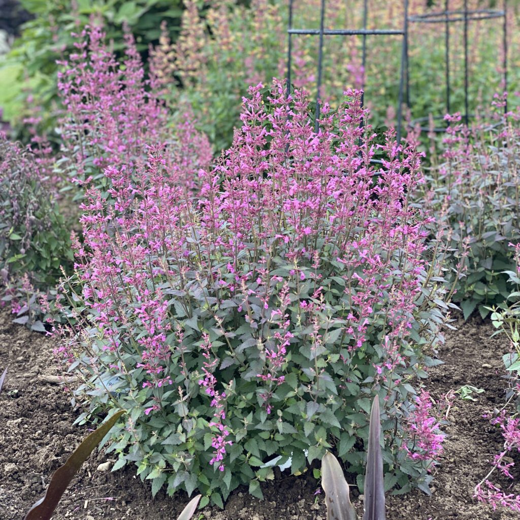 MEANT TO BEE™ 'Royal Raspberry' Agastache