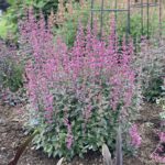 MEANT TO BEE™ 'Royal Raspberry' Agastache