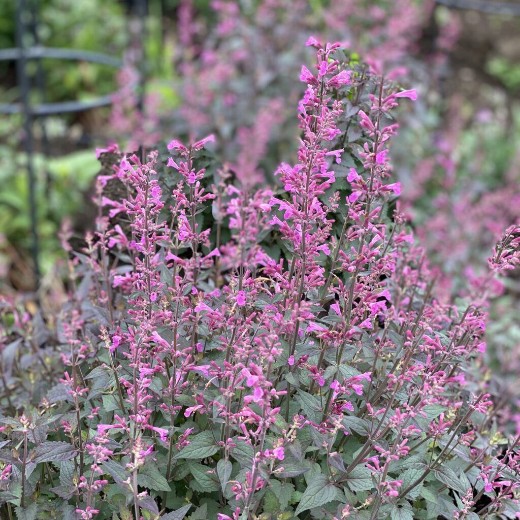 MEANT TO BEE™ 'Royal Raspberry' Agastache