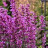 MEANT TO BEE™ 'Royal Raspberry' Agastache
