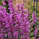 MEANT TO BEE™ 'Royal Raspberry' Agastache