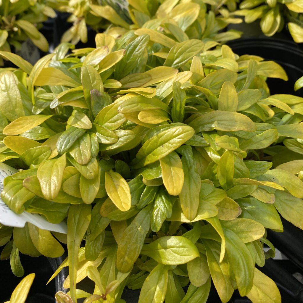 FEATHERED FRIENDS™ 'Cordial Canary' Ajuga