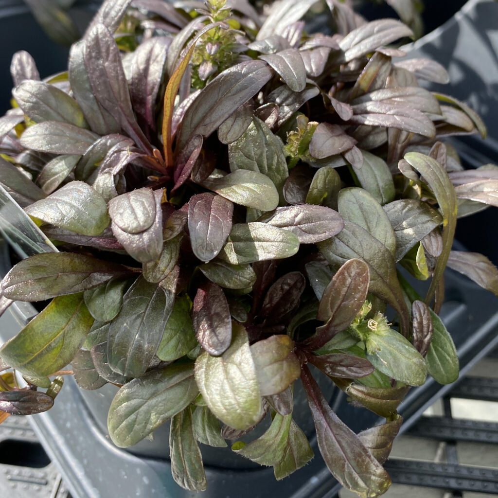 FEATHERED FRIENDS™ 'Noble Nightingale' Ajuga
