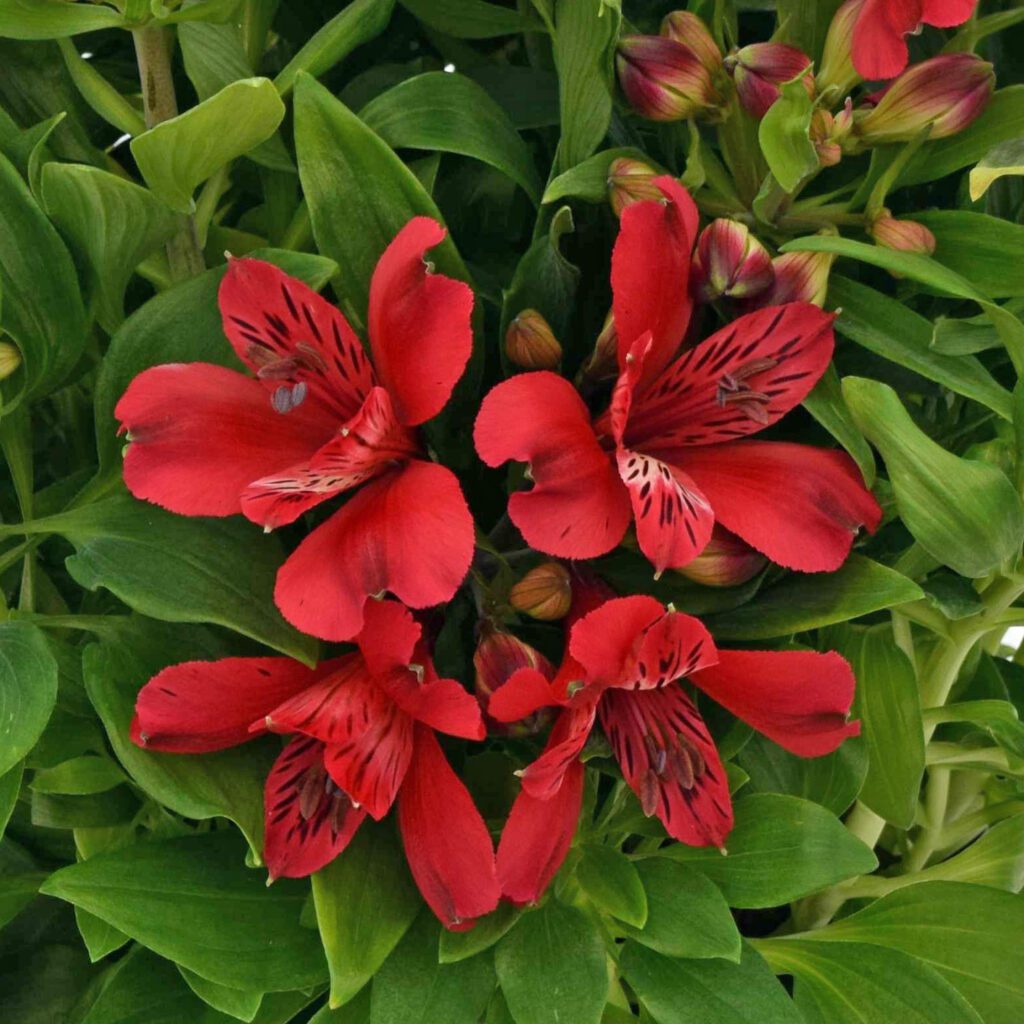 INCA LOLLY® Alstroemeria