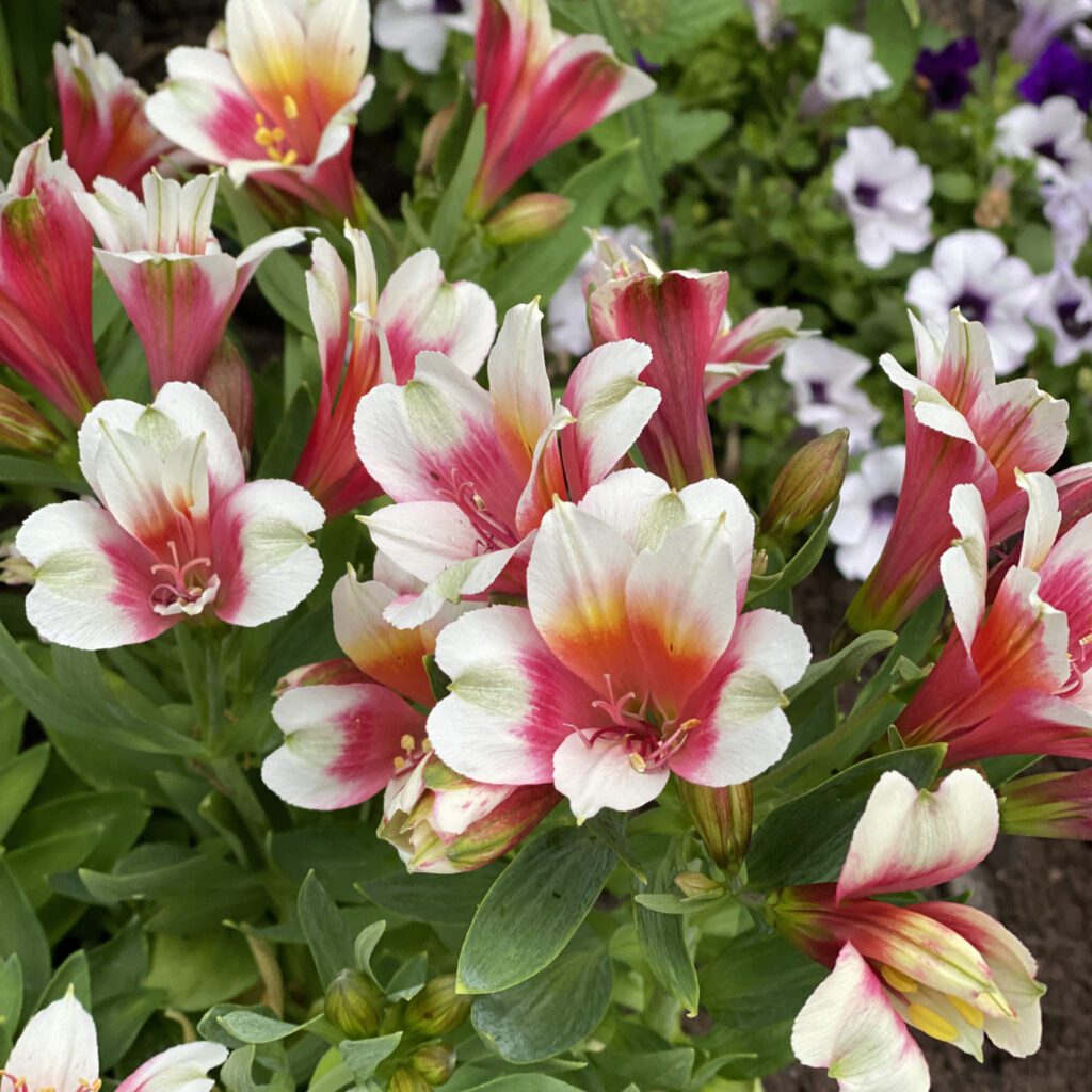 INCA LUCKY® Alstroemeria