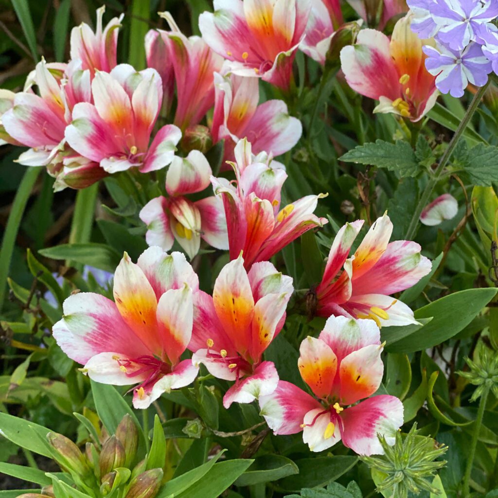INCA LUCKY® Alstroemeria
