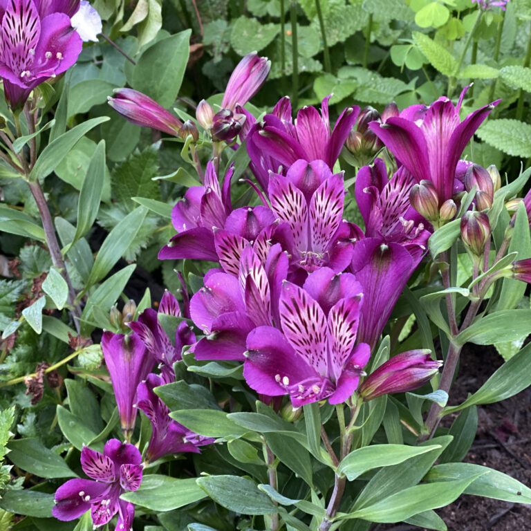 INCA REPLAY® Alstroemeria